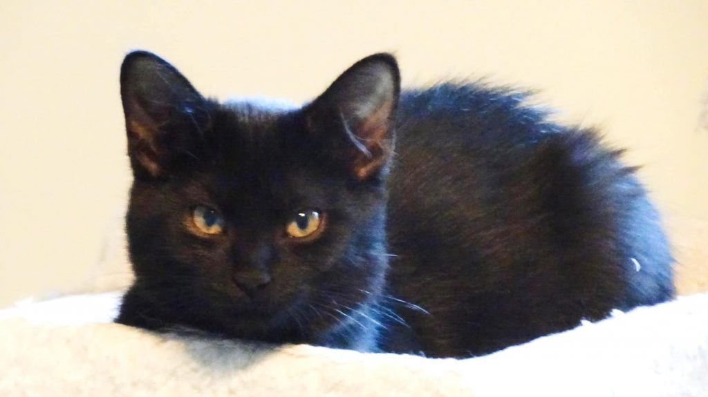 Home - Purrfect Haven Cat Rescue