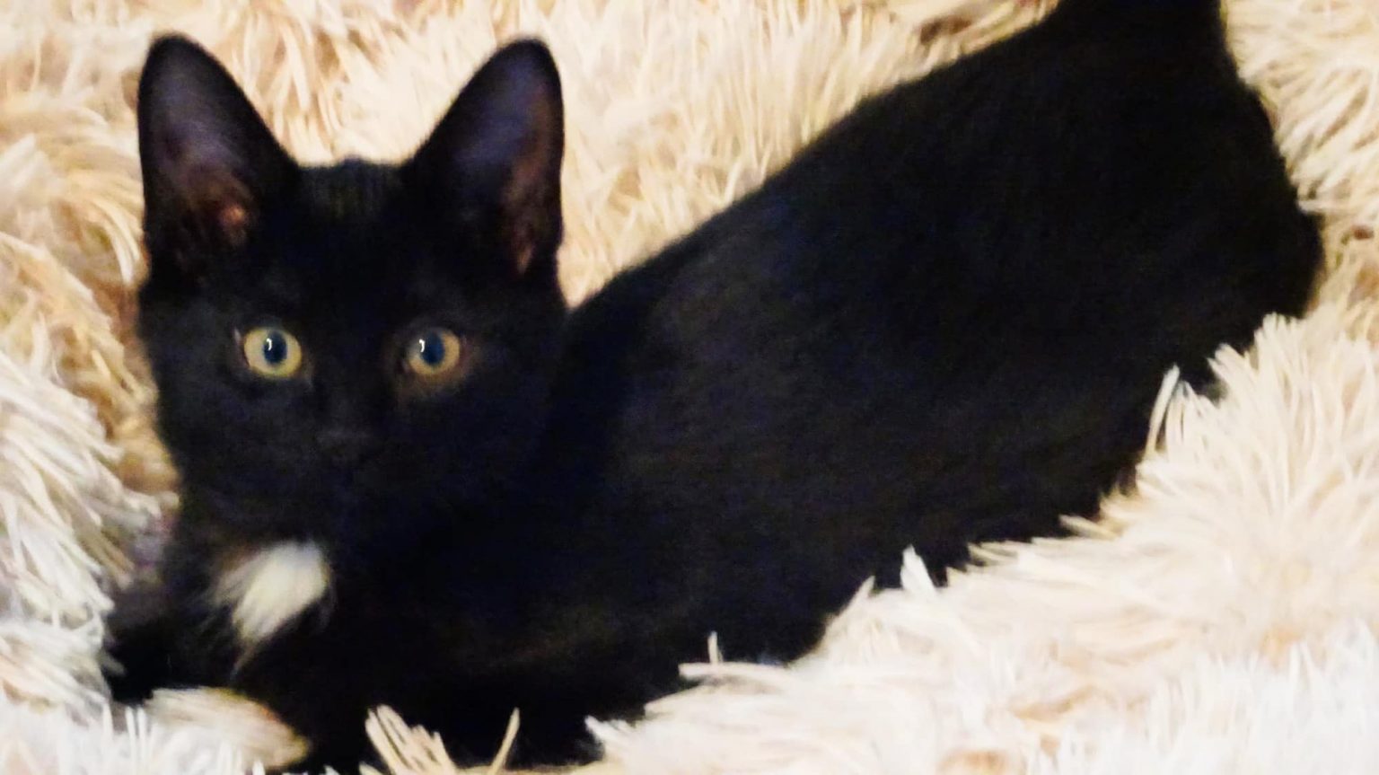 Home - Purrfect Haven Cat Rescue