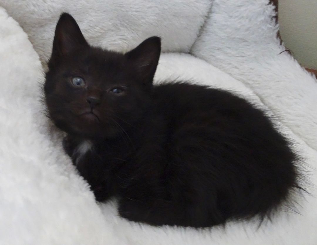 Home - Purrfect Haven Cat Rescue