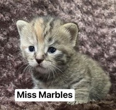 MISS MARBLES - Purrfect Haven Cat Rescue
