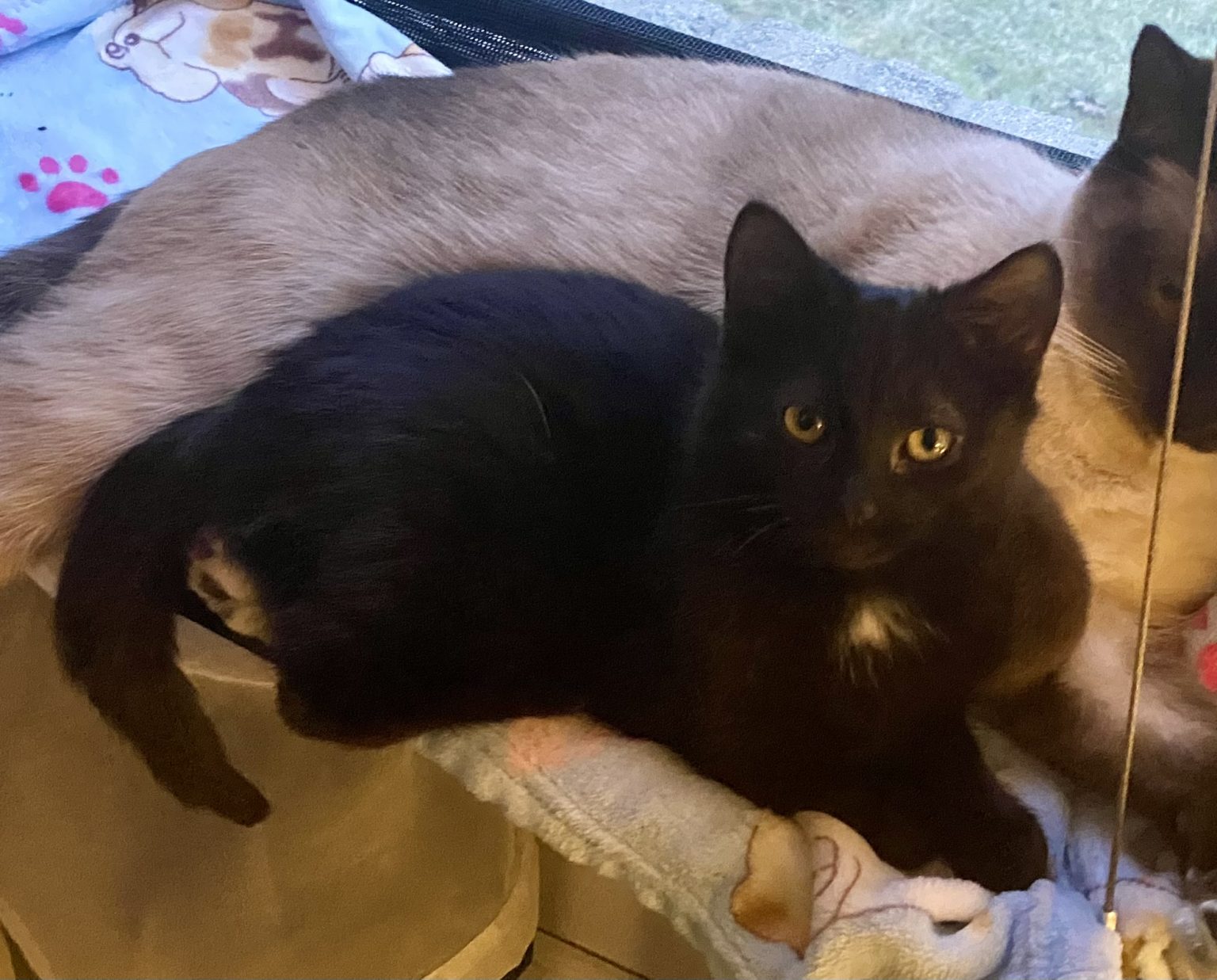 Home - Purrfect Haven Cat Rescue